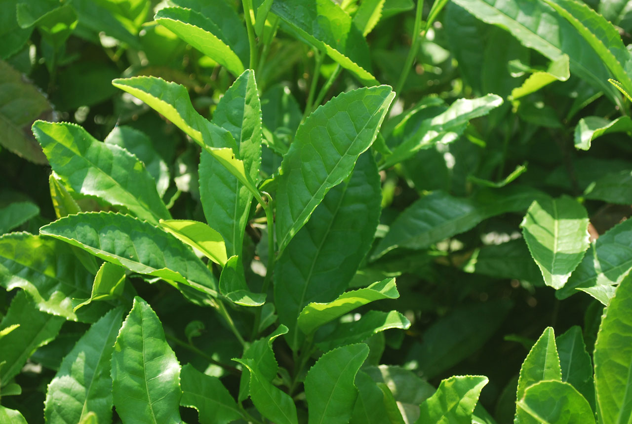 Tea Good For The Land For The People And For The Environment The tea-good-for-the-land-for-the-people-and-for-the-environment-the