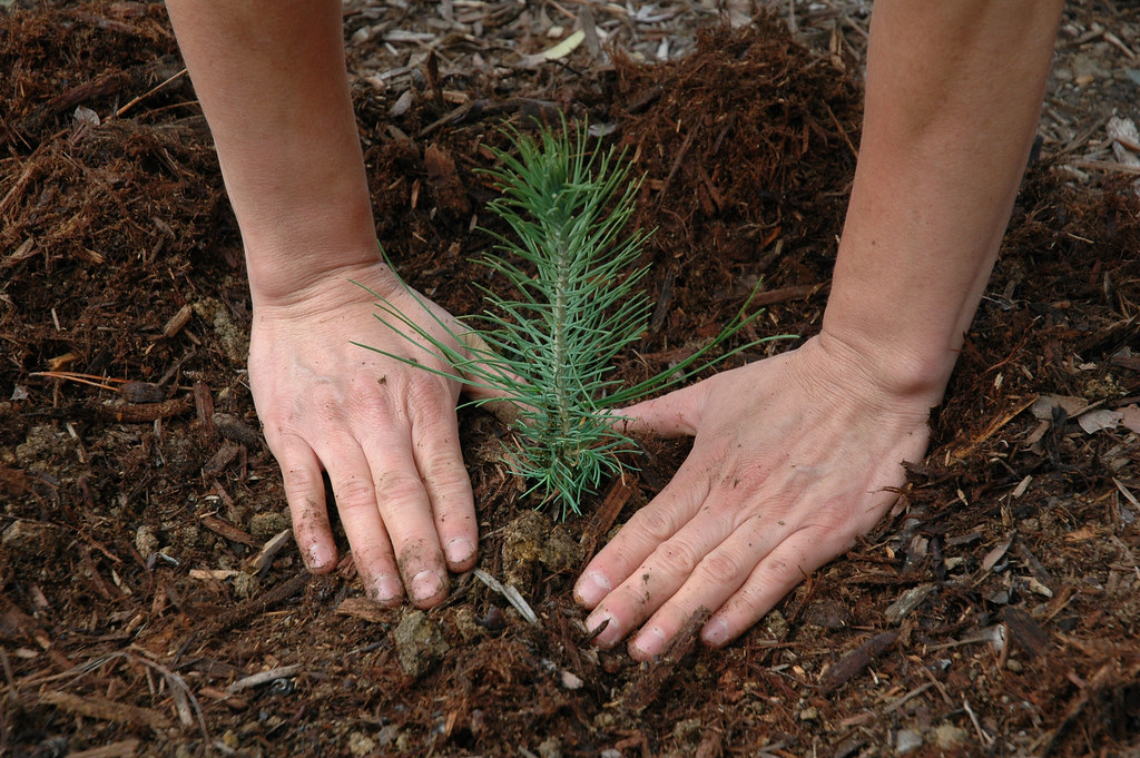 TreeSisters: Planting Trees while Focusing on Women - The Good Times