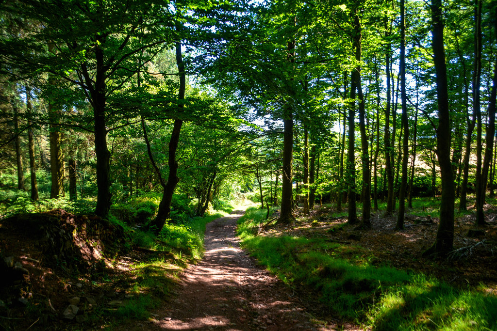 UK Branches Out with First New Forest in 30 Years - The Good Times
