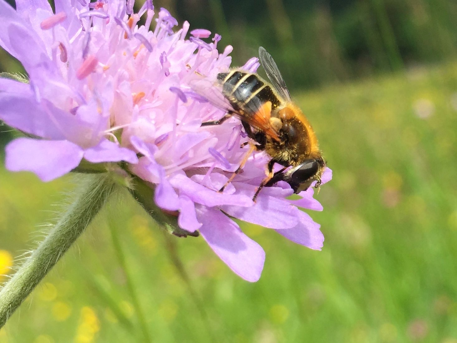 The Buzz on Bees: Good News, Big Impact, and How We Can Help - The Good Times