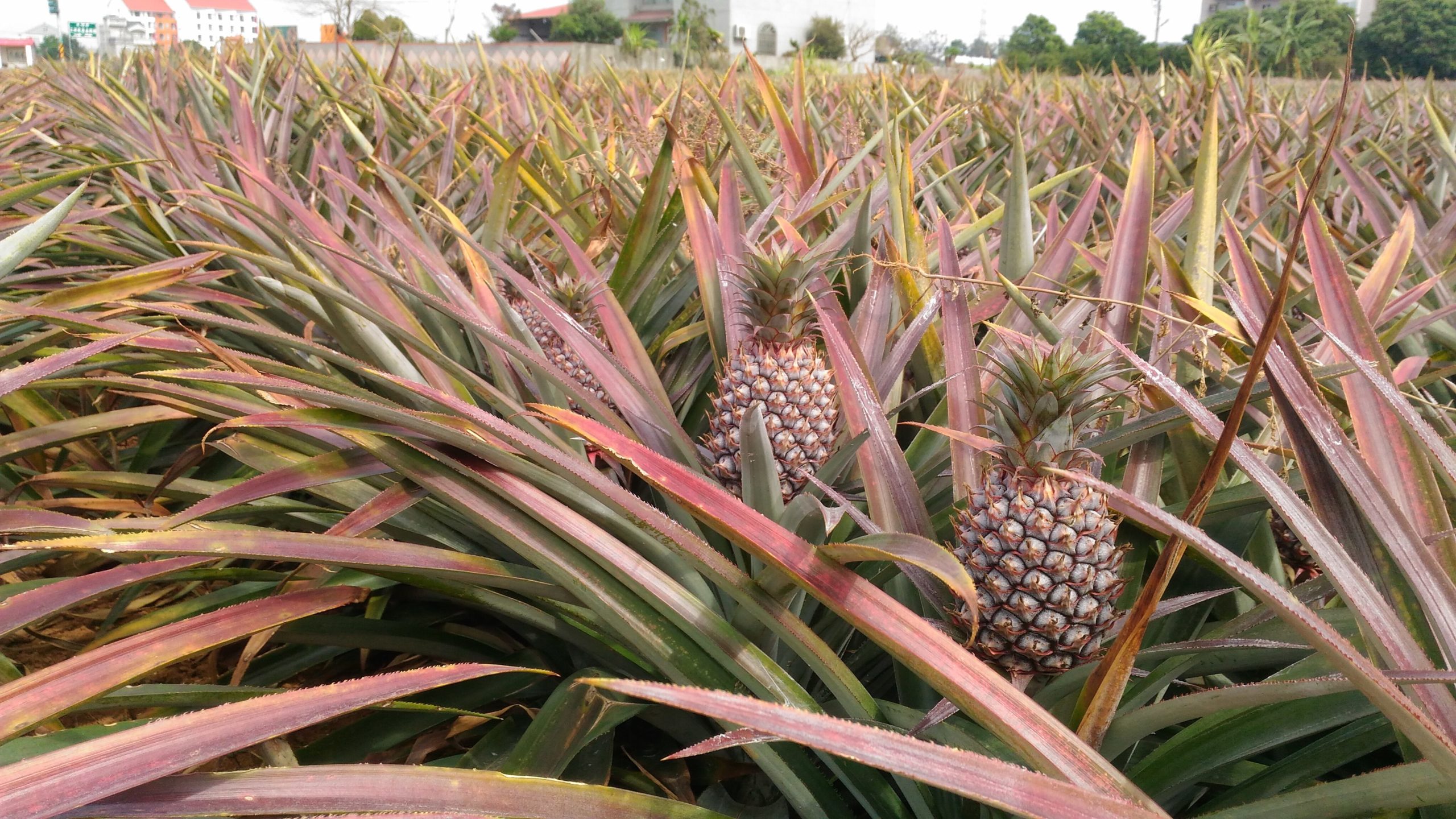 How Pineapple Waste Is Being Woven into a Greener Future - The Good Times